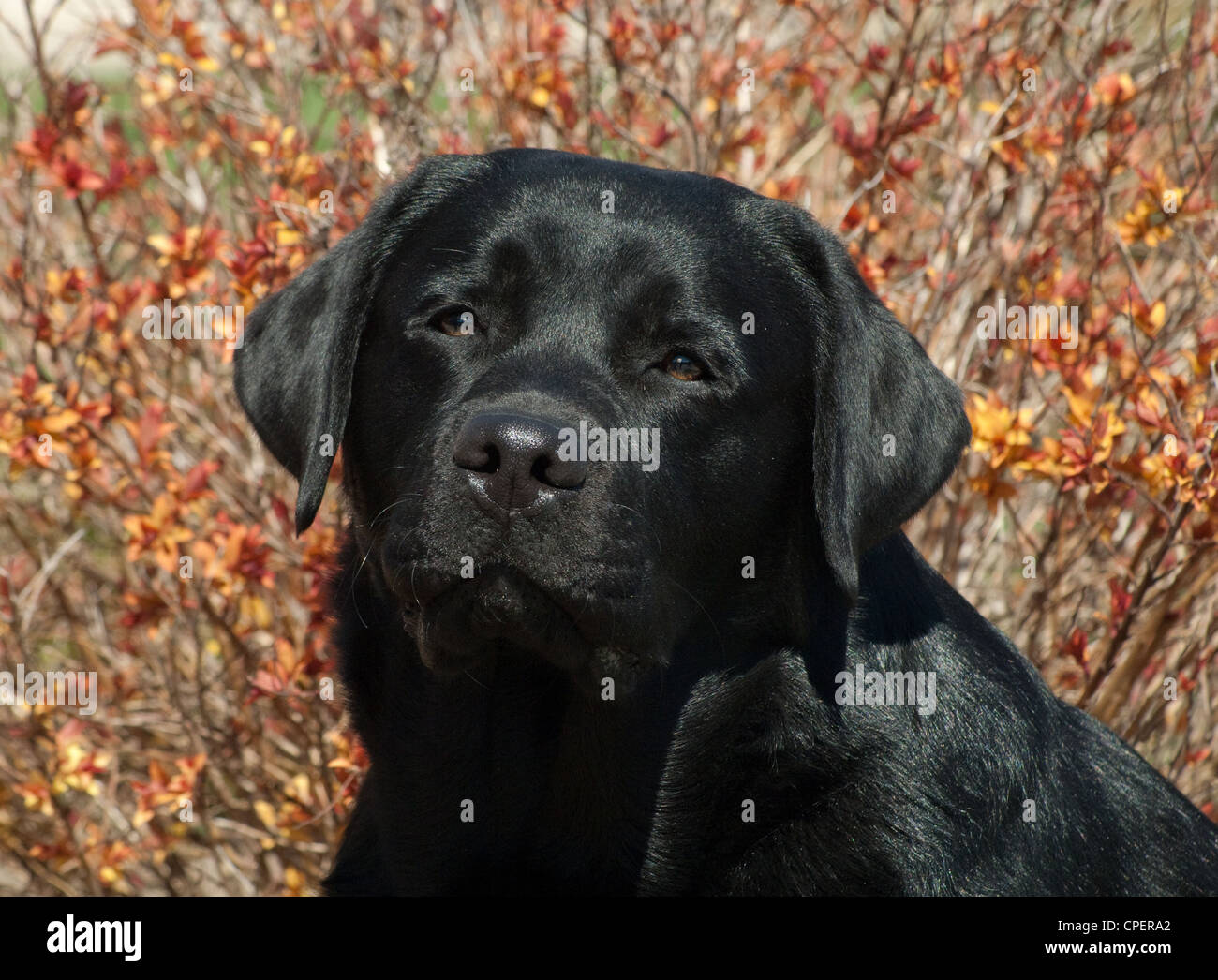 Black Labrador Retriever Stock Photos & Black Labrador Retriever Stock ...