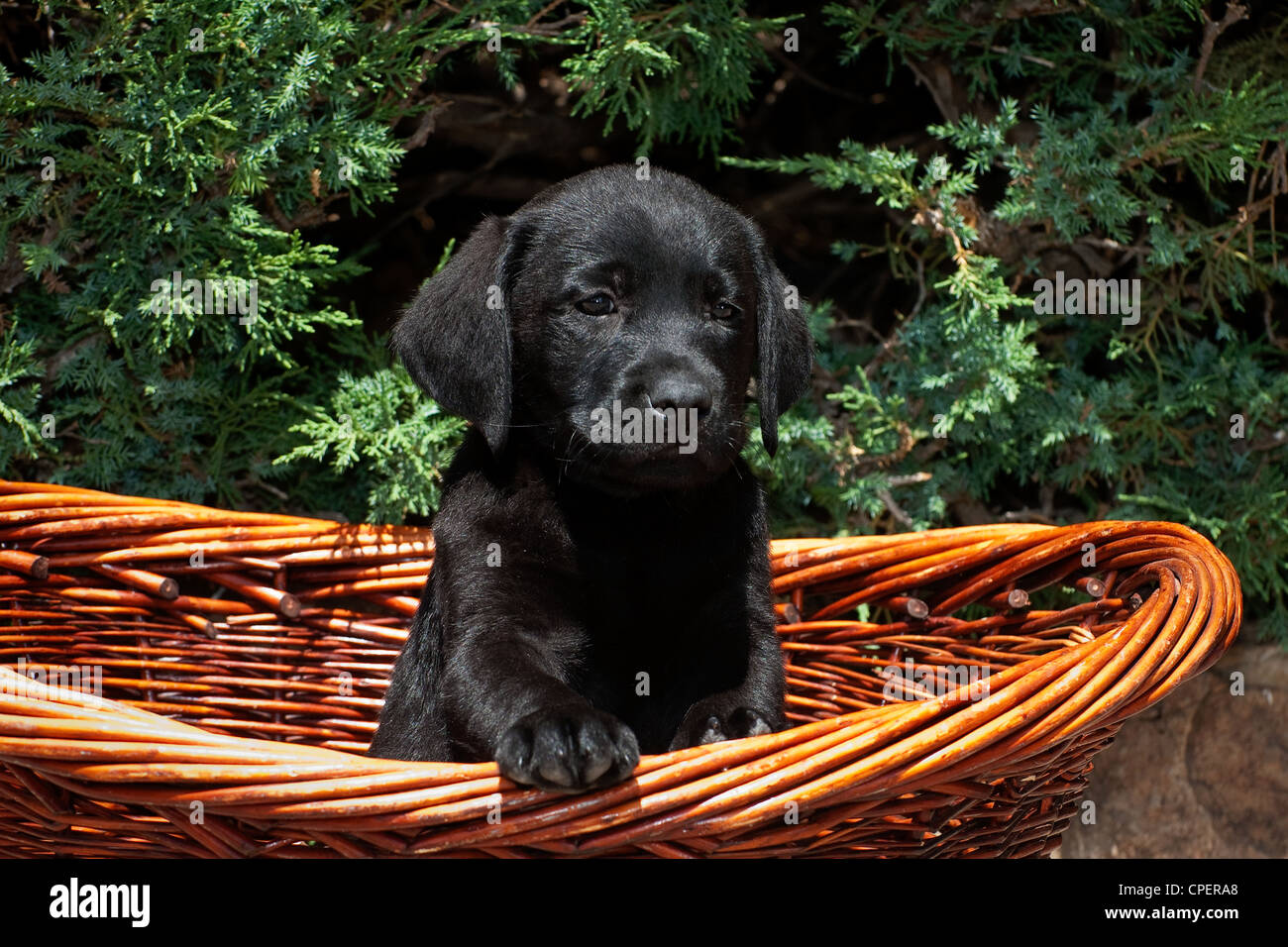 Black lab puppy in basket Stock Photo - Alamy