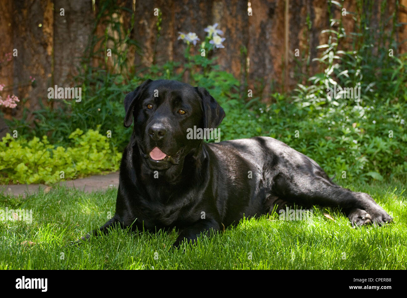Black labrador retriever lying down Stock Photo - Alamy