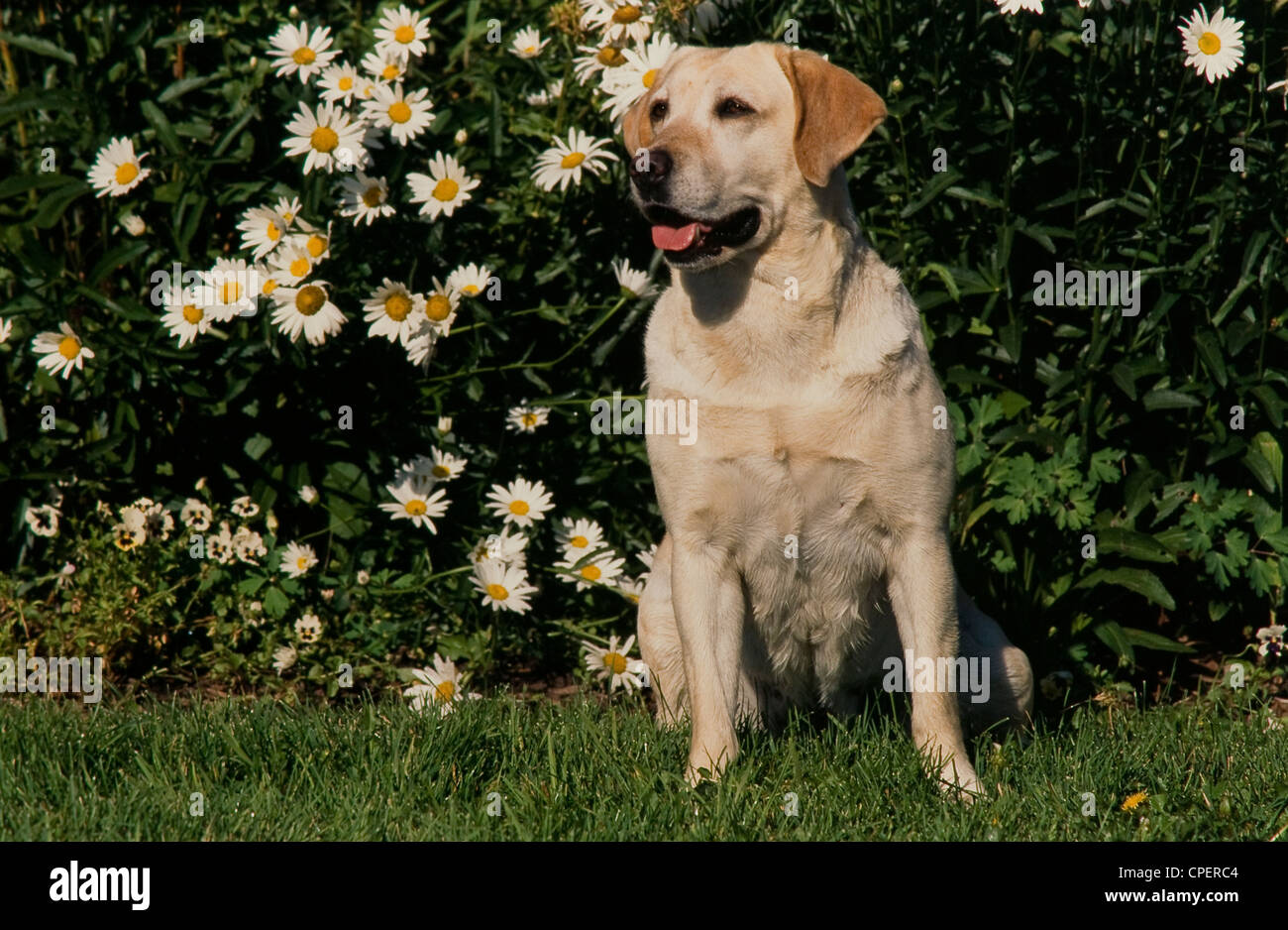Adult Yellow Labrador High Resolution Stock Photography and Images - Alamy