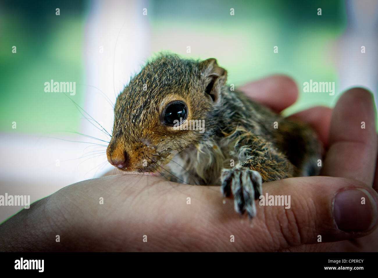 Baby squirrel in hand hi-res stock photography and images - Alamy