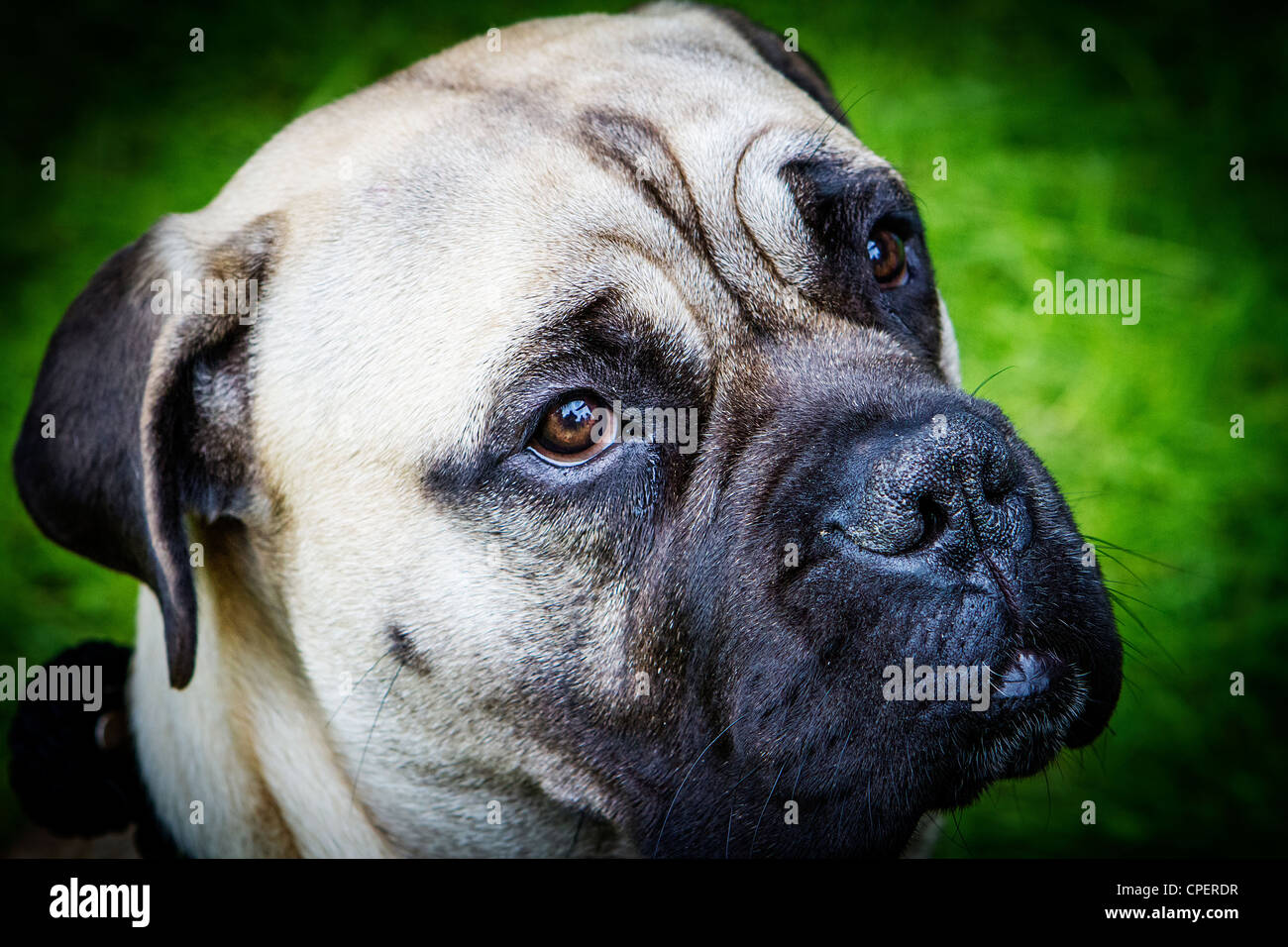 Fawn bull mastiff hi-res stock photography and images - Alamy