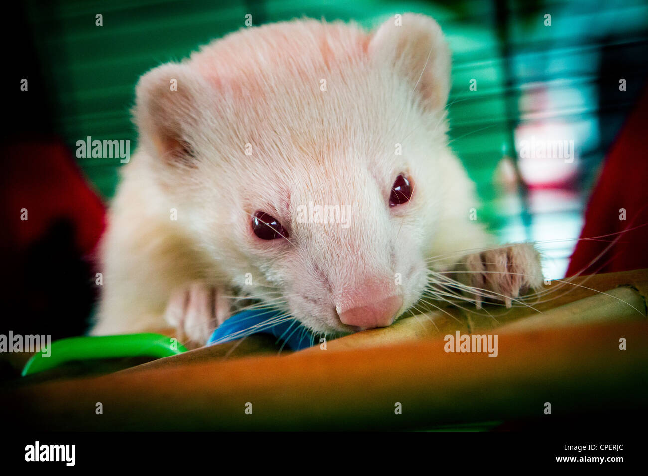 Red Eyed White Ferret