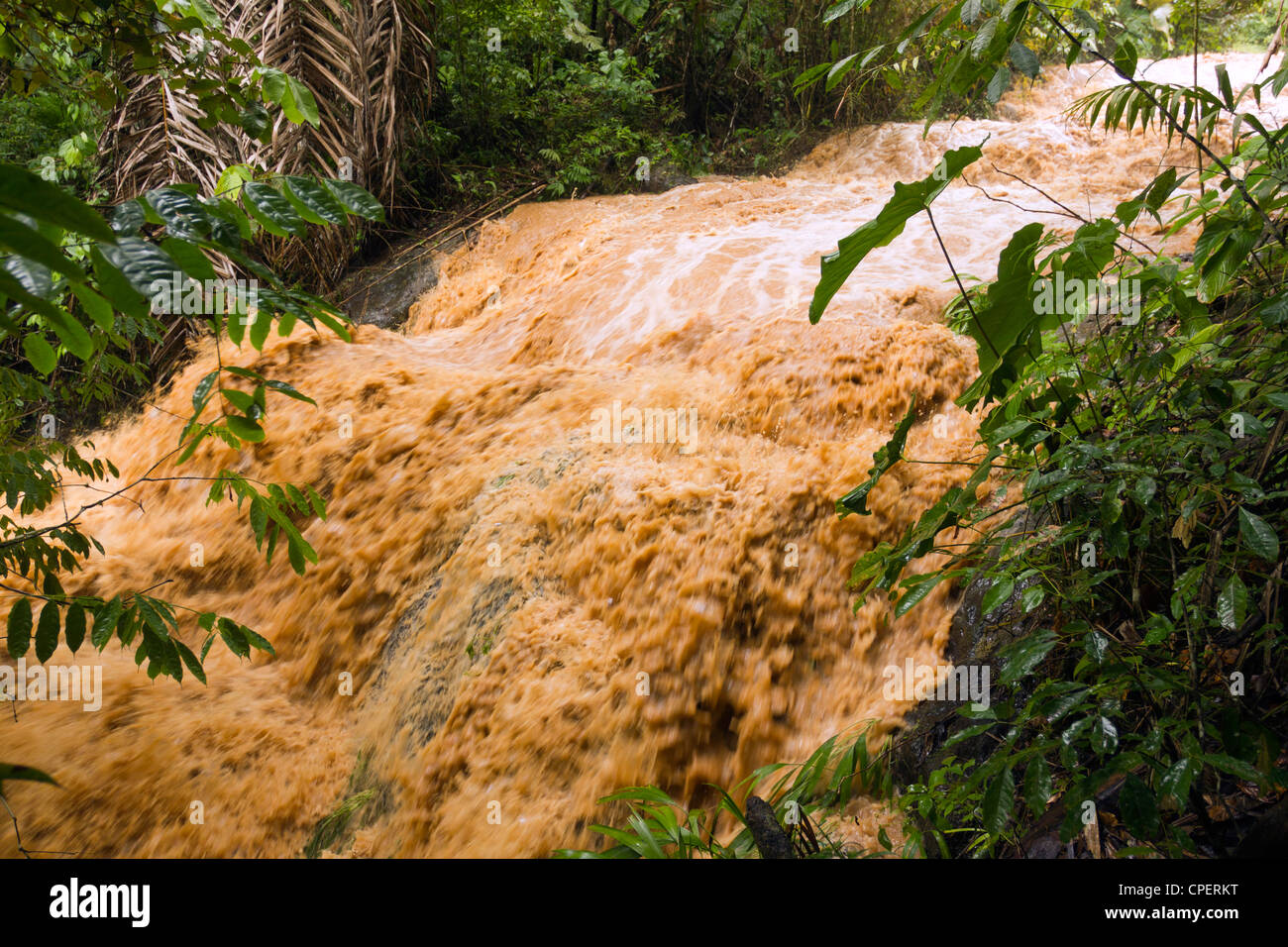Mud and water pouring down a jungle watercourse after very heavy rain ...