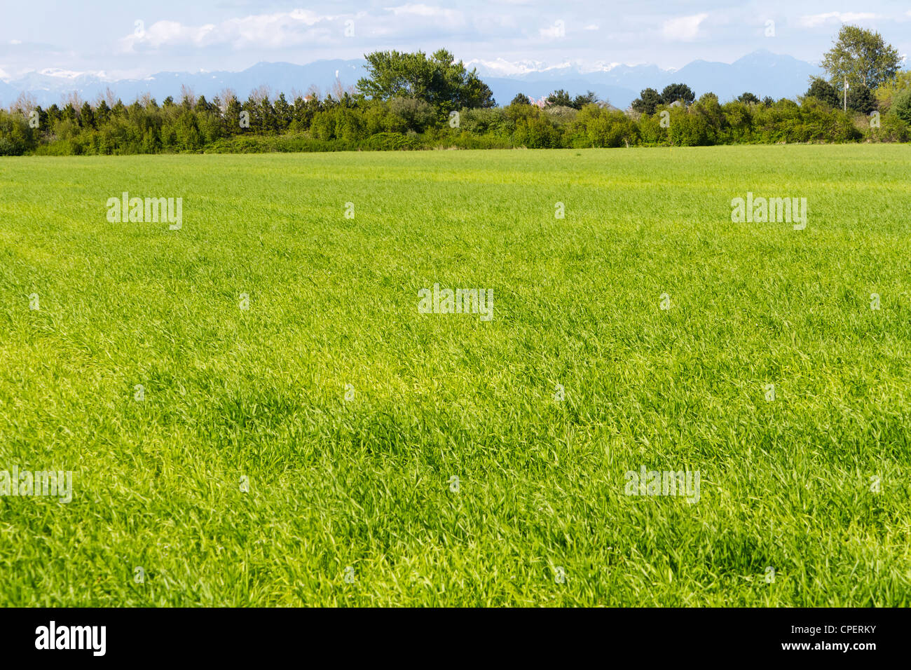 Green Grass Field nature Environment concept Stock Photo - Alamy