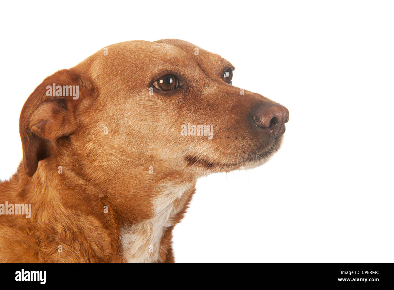 Head of a brown cross breed dog in studio Stock Photo - Alamy