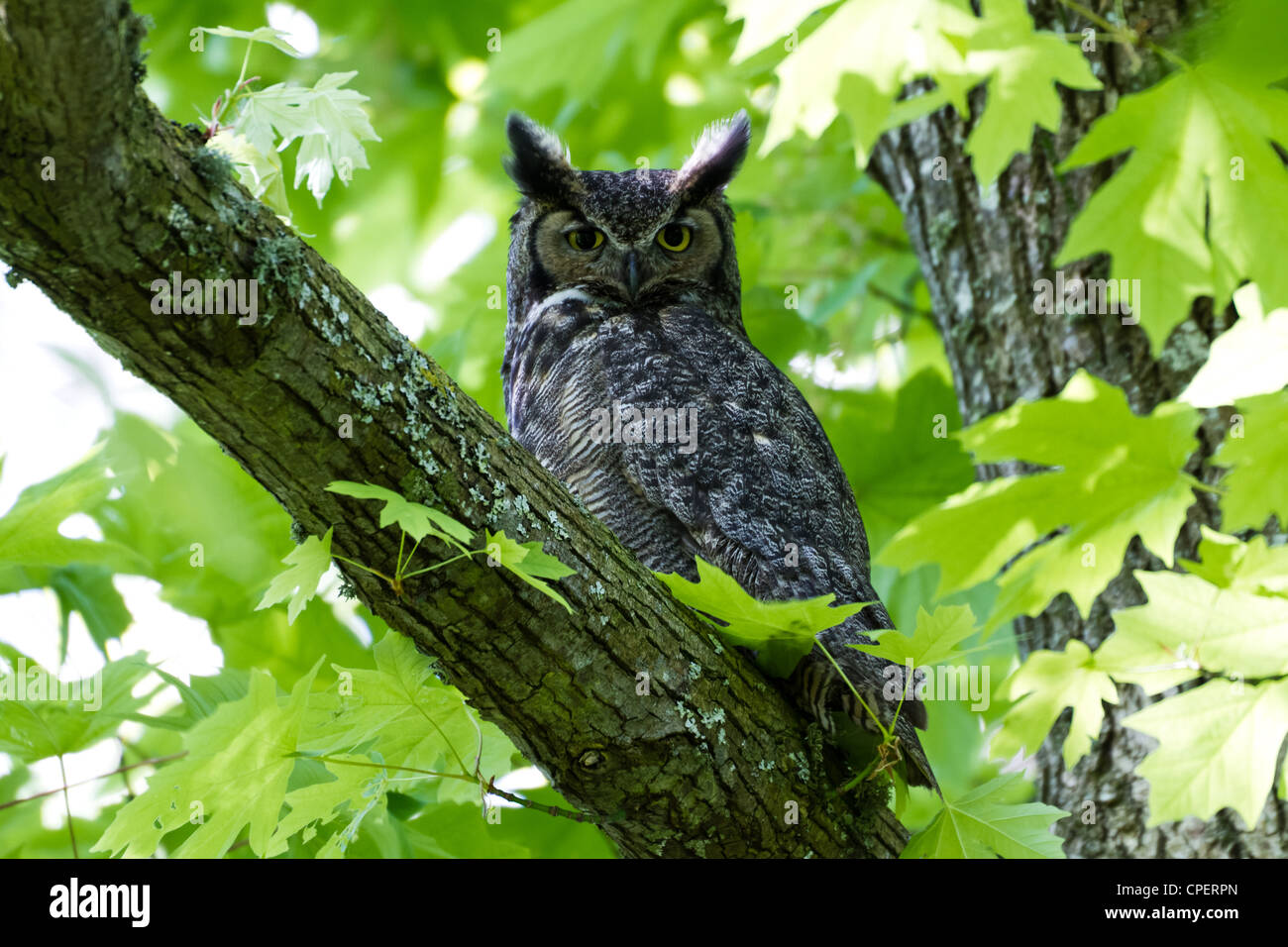 Canada owl hi-res stock photography and images - Alamy