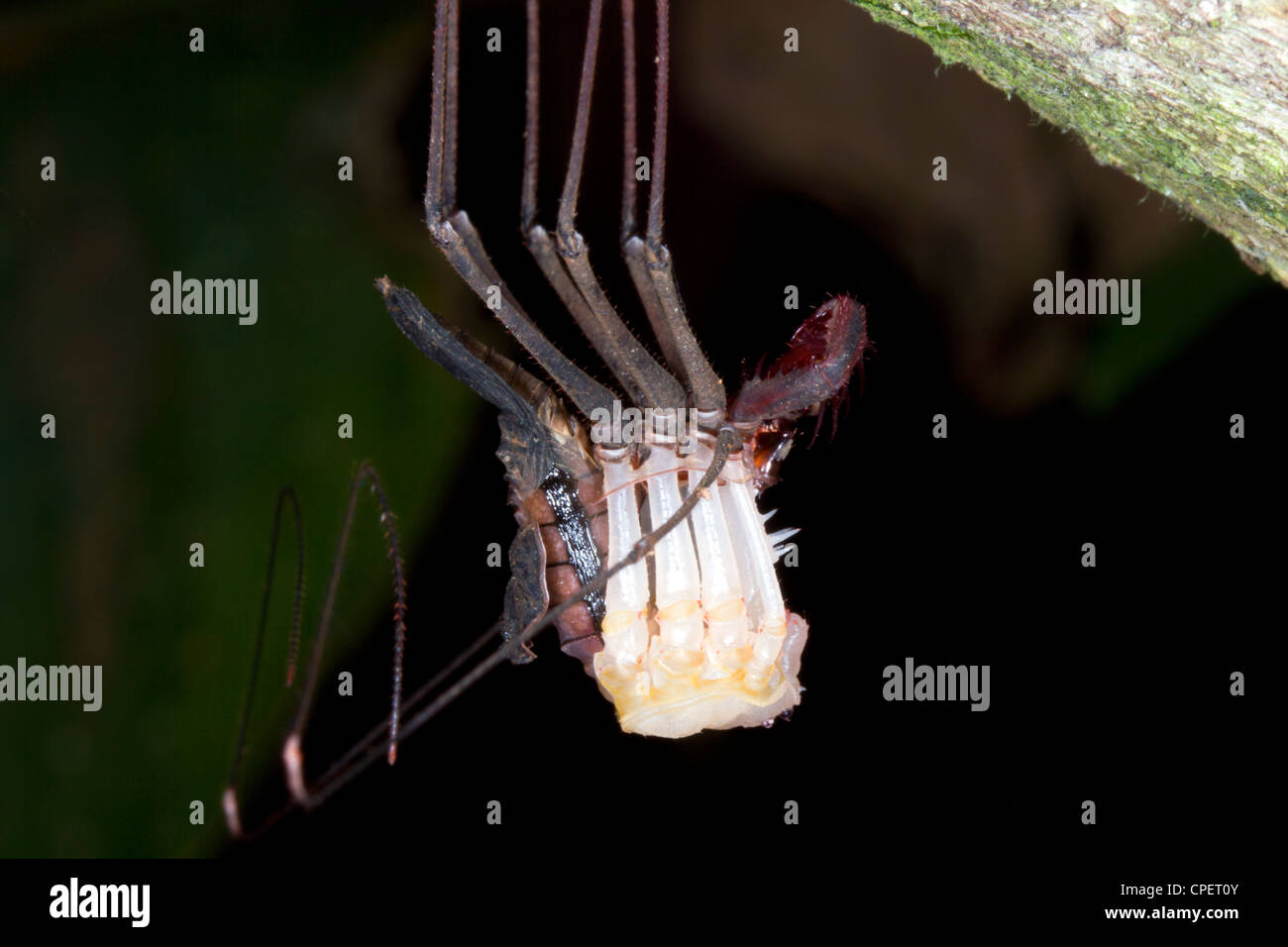 Shedding of tail hi-res stock photography and images - Alamy