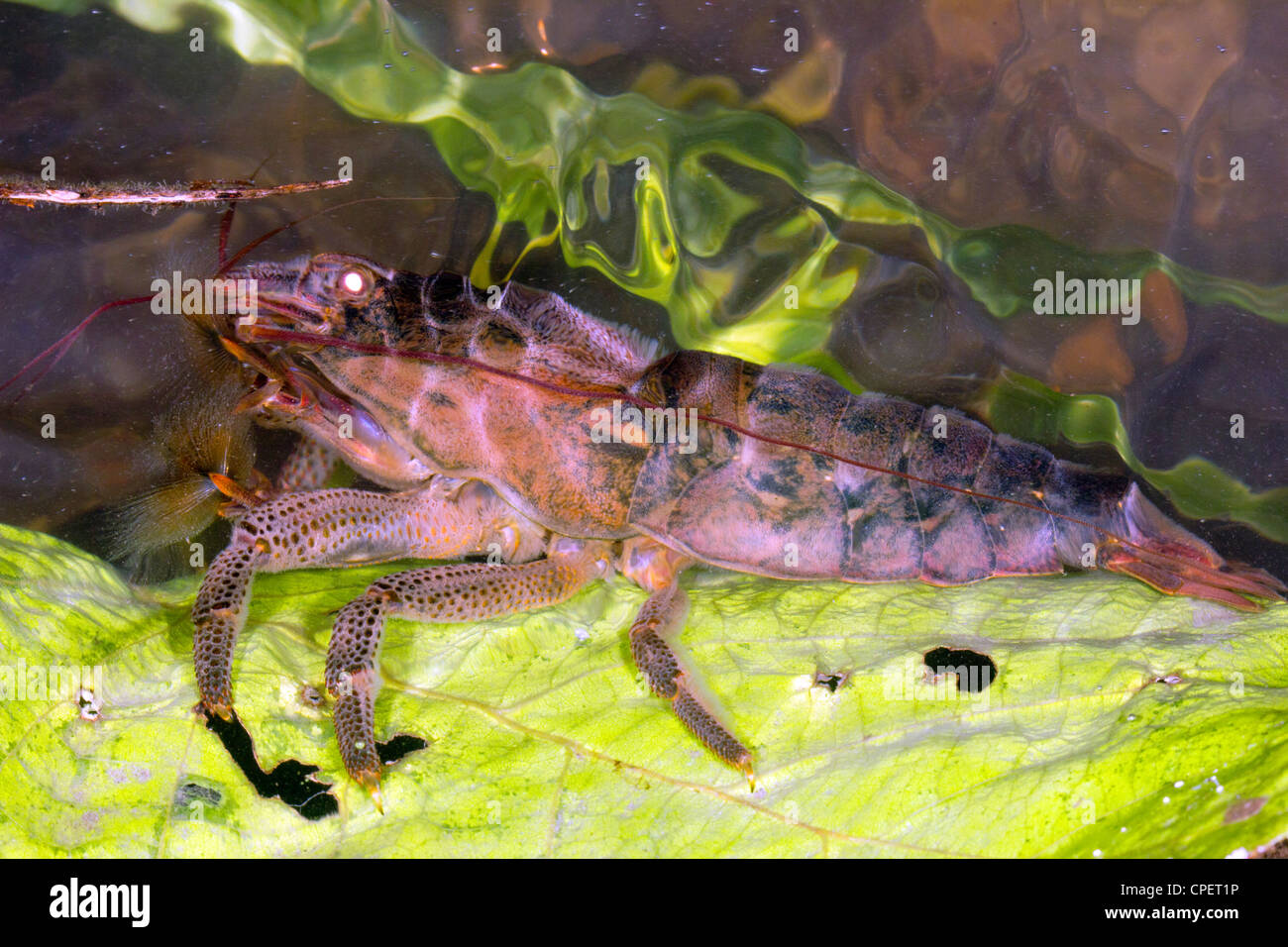 Crustacea hi-res stock photography and images - Alamy