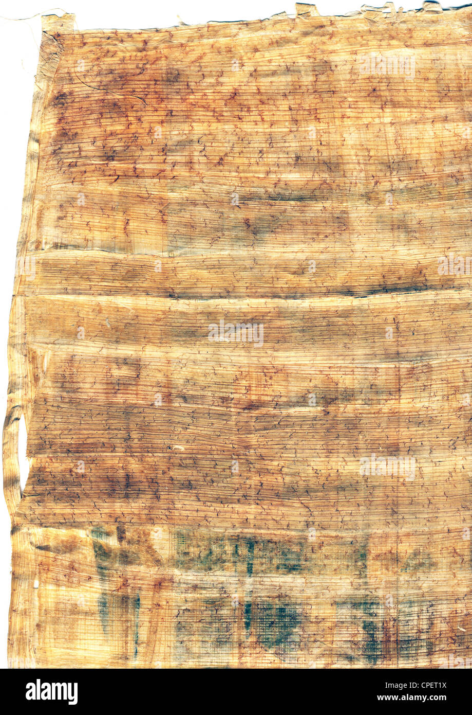Macro high resolution shot of a papyrus structure from an original ...