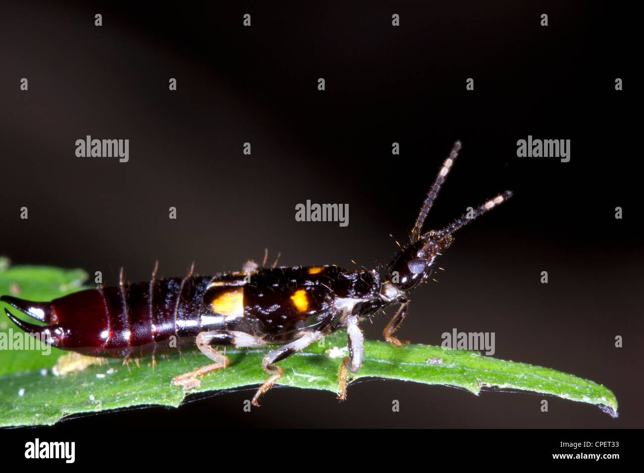 Earwig hi-res stock photography and images - Alamy