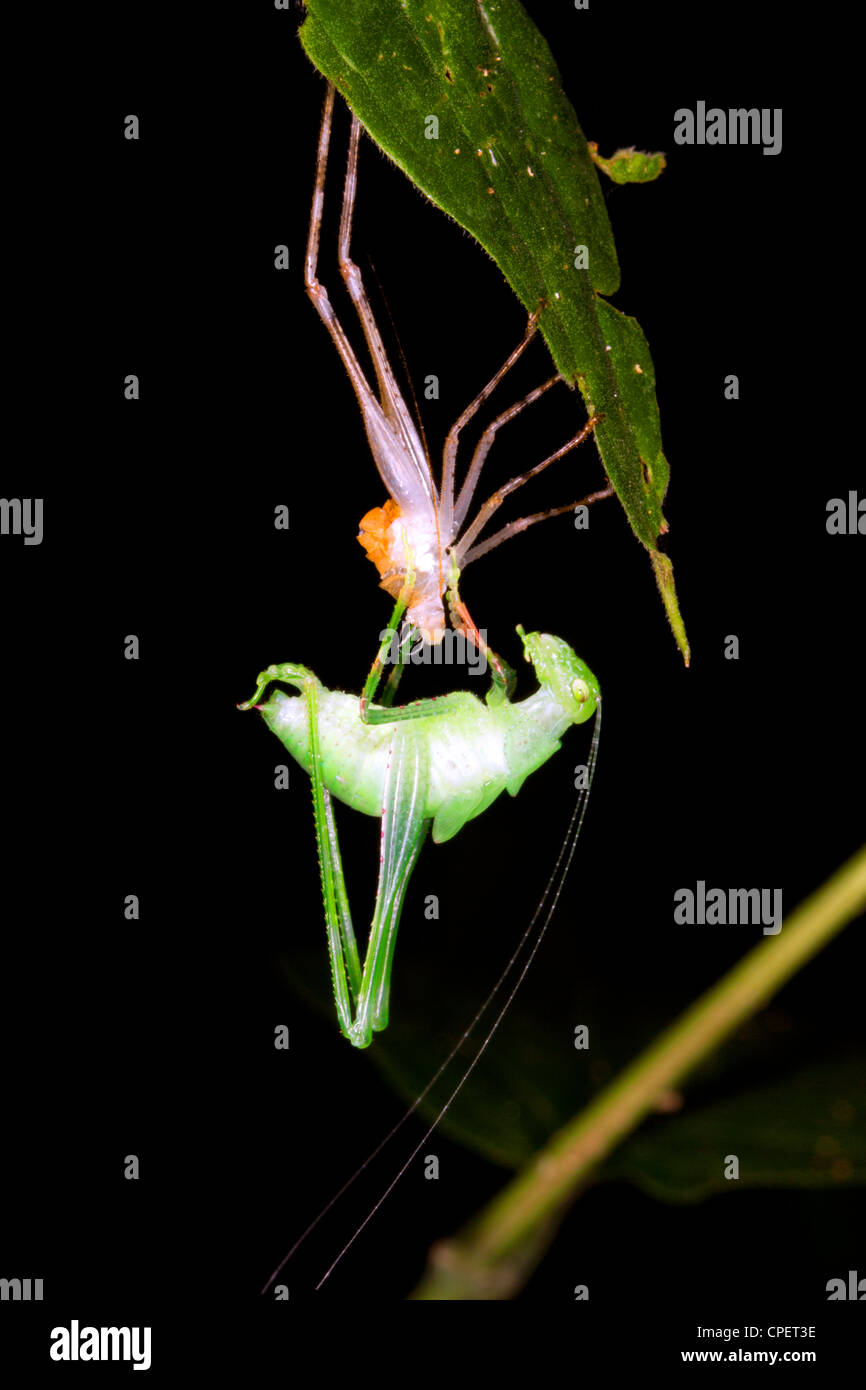 Changing insect hi-res stock photography and images - Alamy