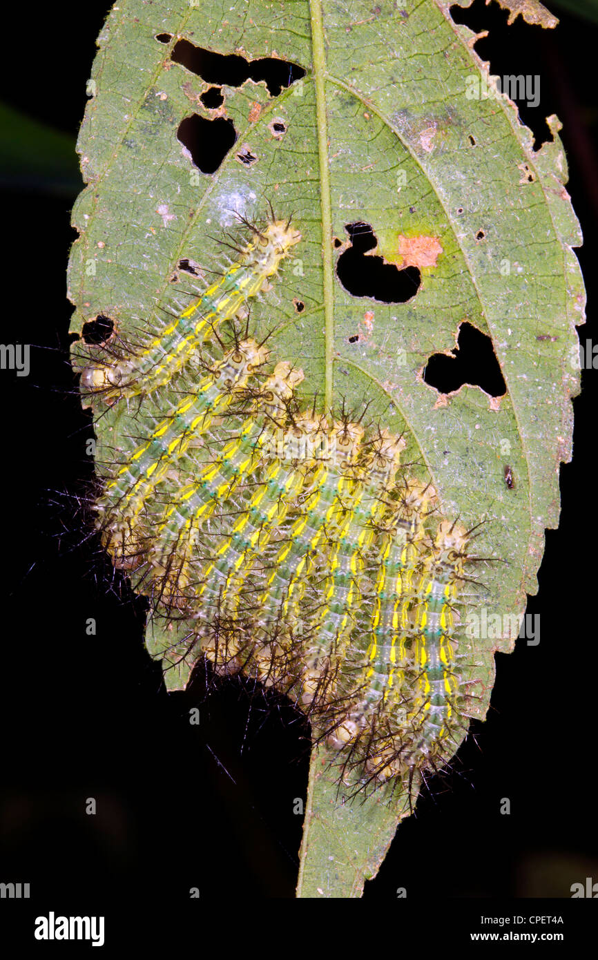 Group of venomous Saturniid moth caterpillars on a leaf in rainforest ...