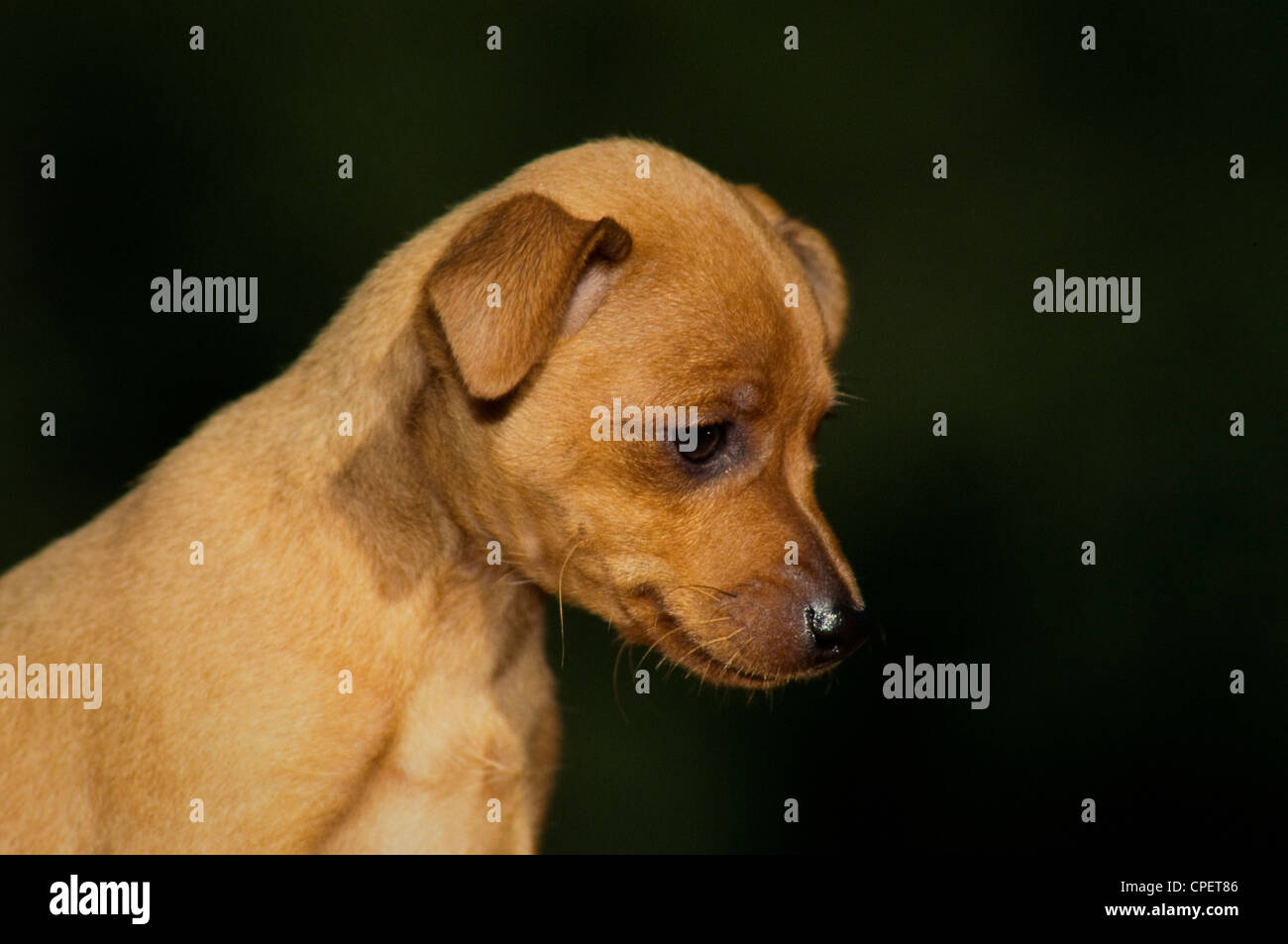 Canine min pin close up close up puppy horizontal profile hi-res stock ...