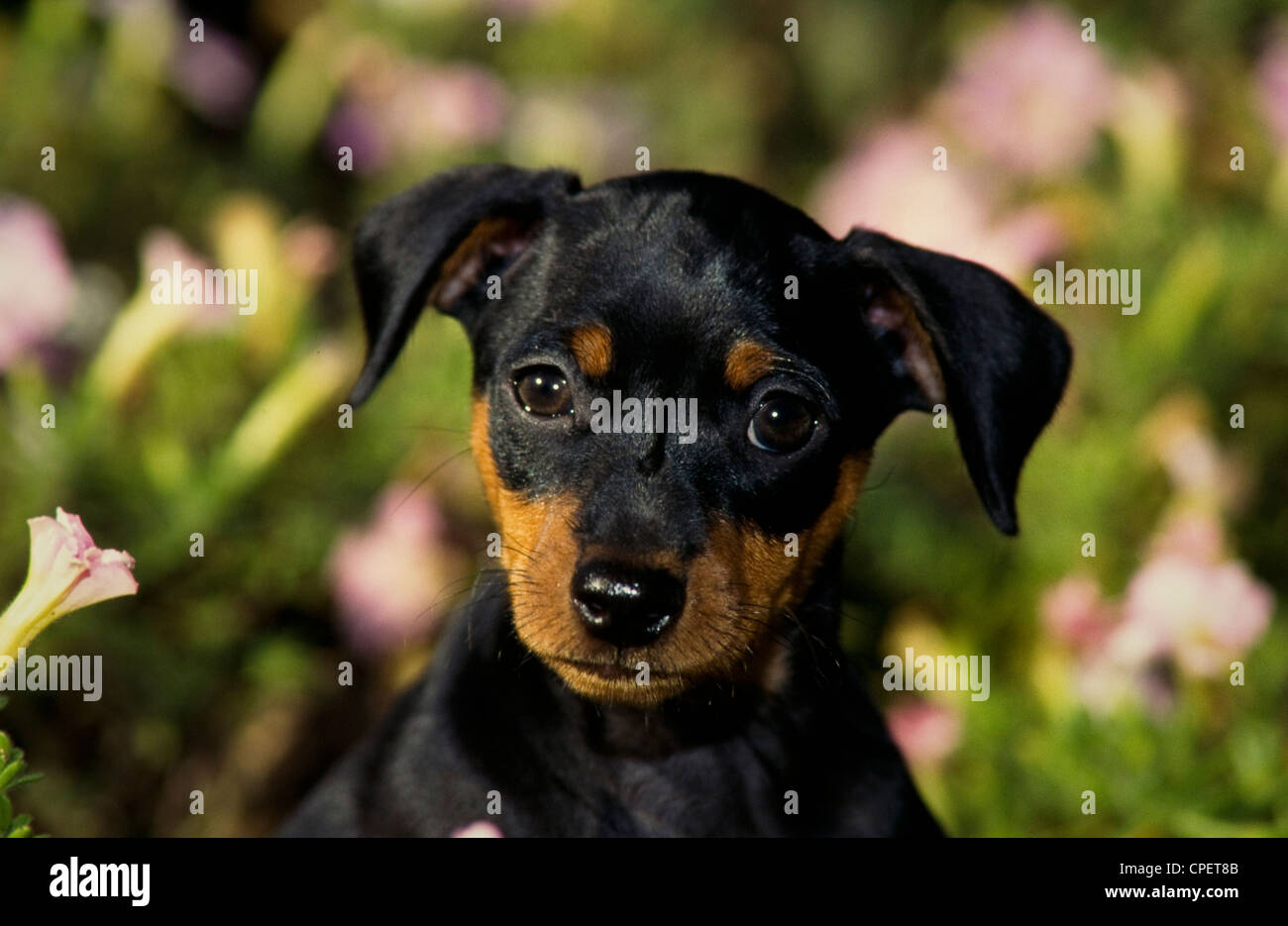 Miniature Pinscher puppy-head shot Stock Photo - Alamy