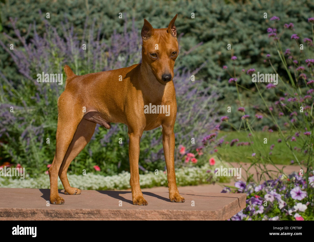 Miniature Pinscher standing by flowers Stock Photo - Alamy