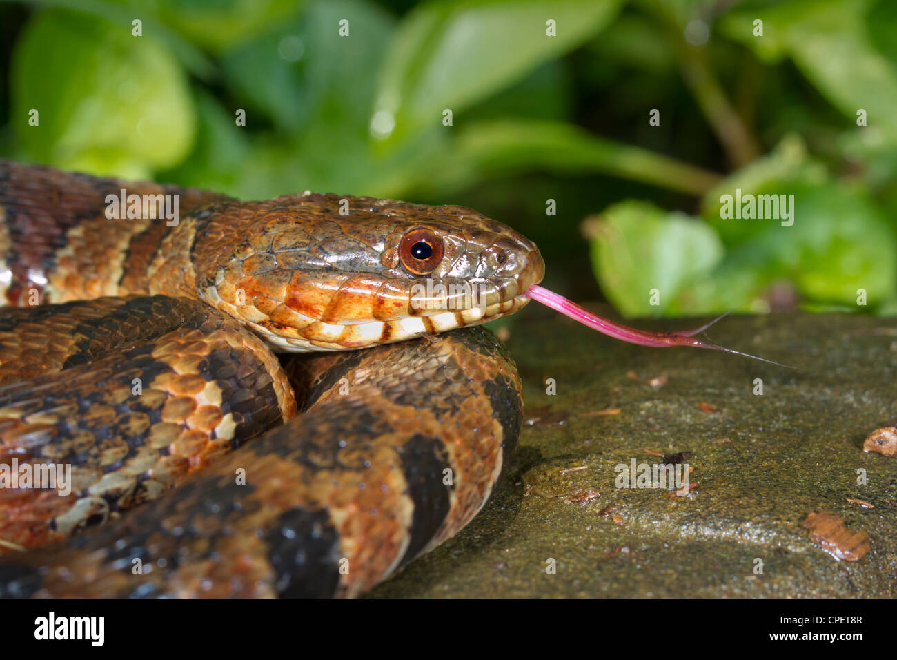 Northern water snake (Nerodia sipedon) portrait (Georgia, USA Stock ...