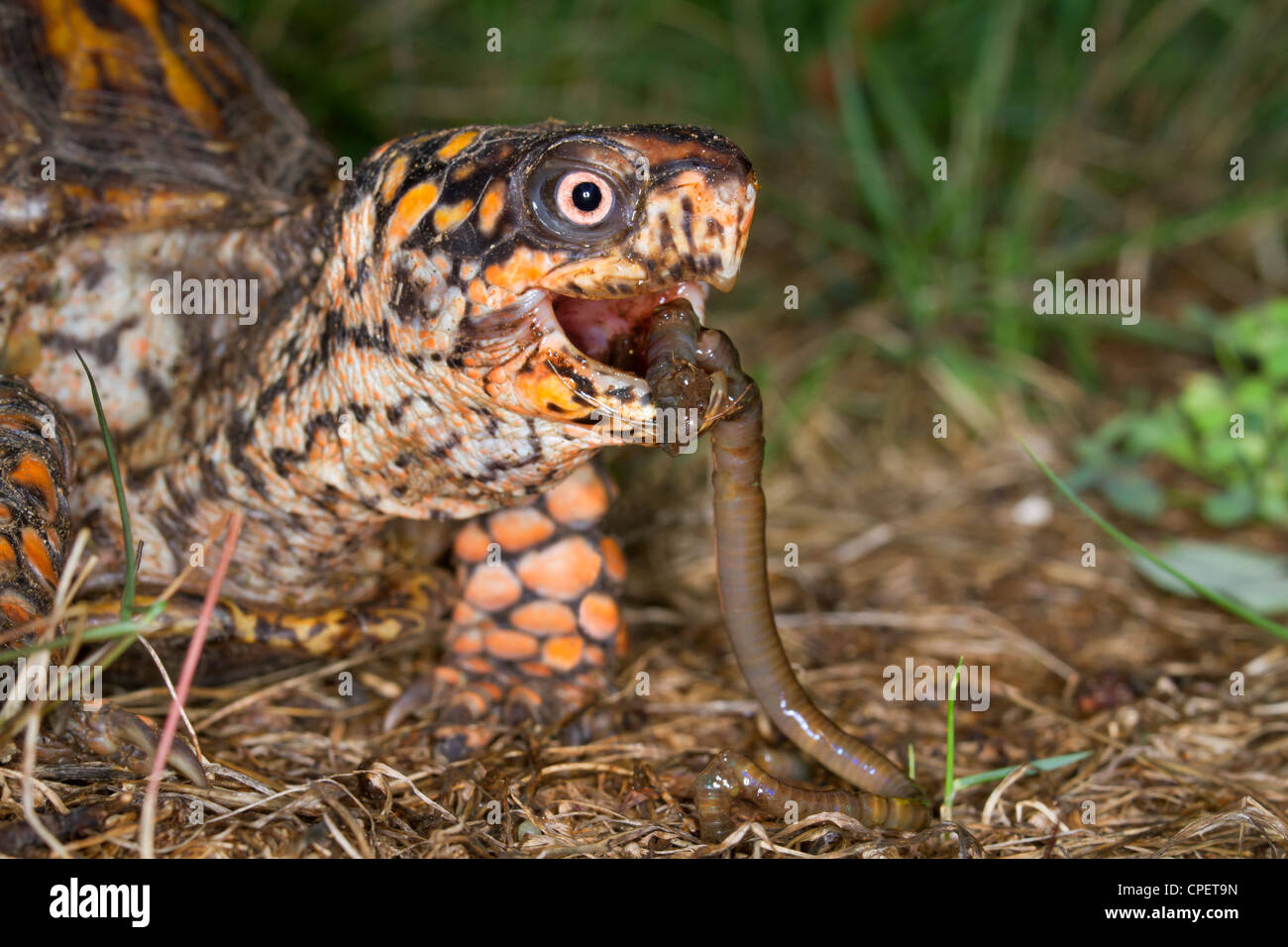 Eastern Box Turtle Eating