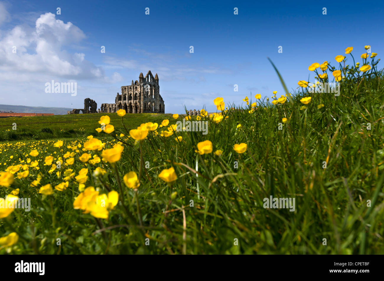 Whitby Abbey, Yorkshire - in springtime with buttercups in abbey fields ...