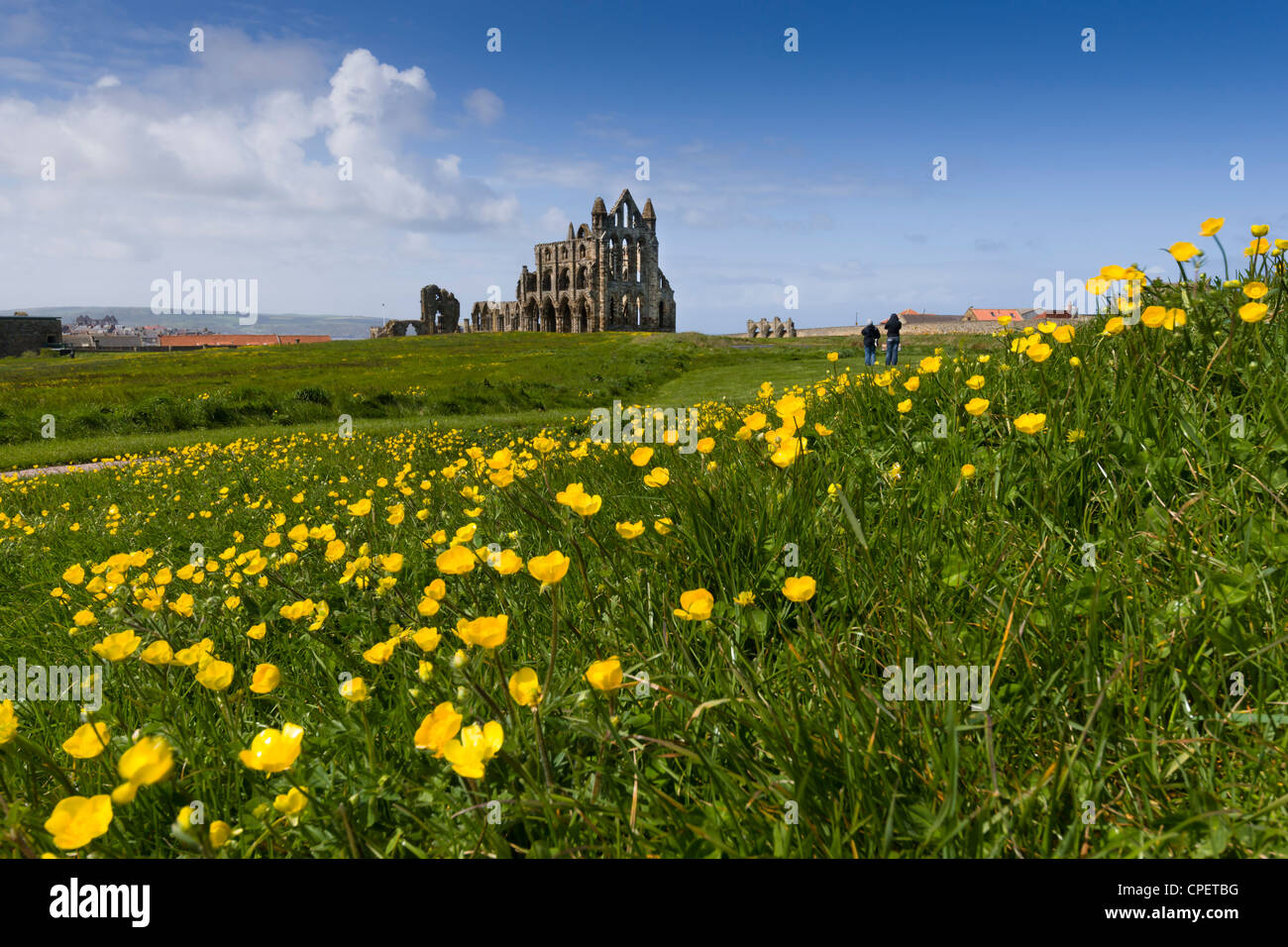 Whitby Abbey, Yorkshire - in springtime with buttercups in abbey fields ...