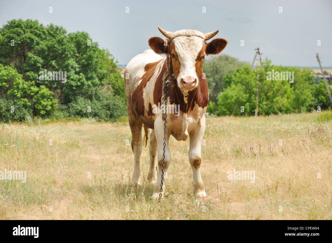 Stand bull hi-res stock photography and images - Alamy