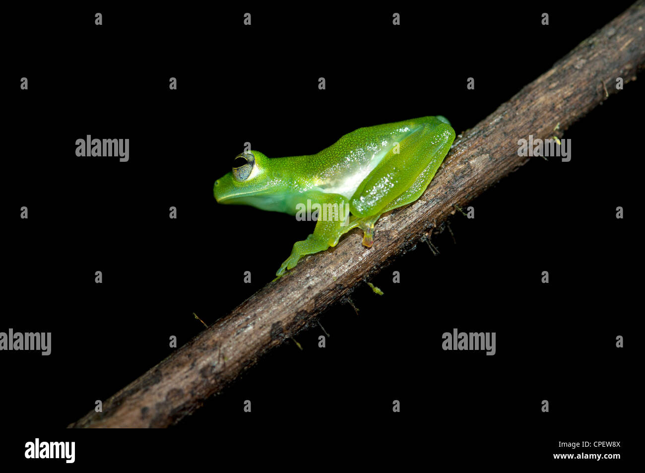 Glas frog Cochranella midas, sitting on a branch in the Tiputini rain ...