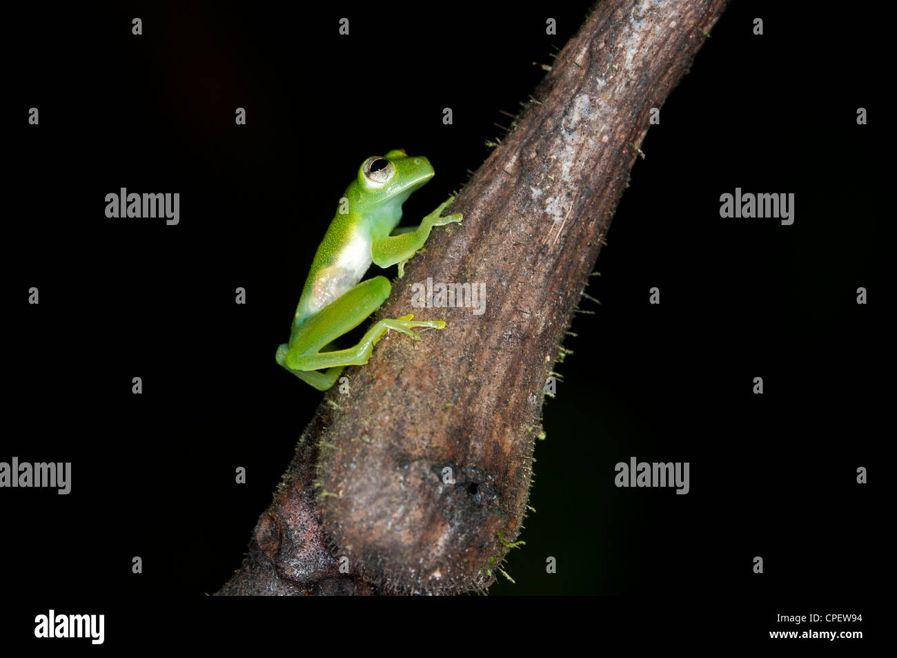 Glas frog Cochranella midas, sitting on a branch in the Tiputini rain ...