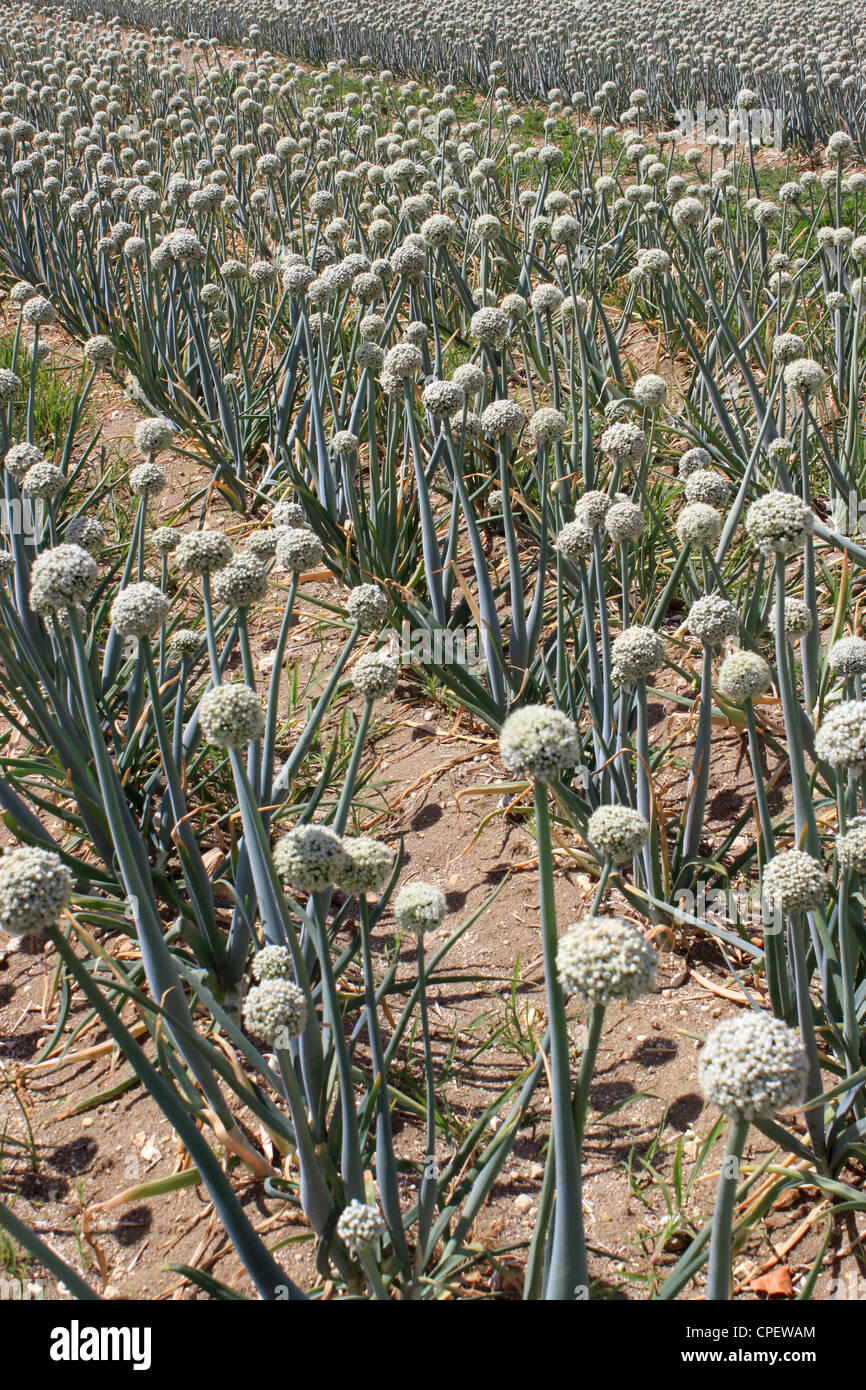 A field of onions in perspective for organic farming Stock Photo - Alamy