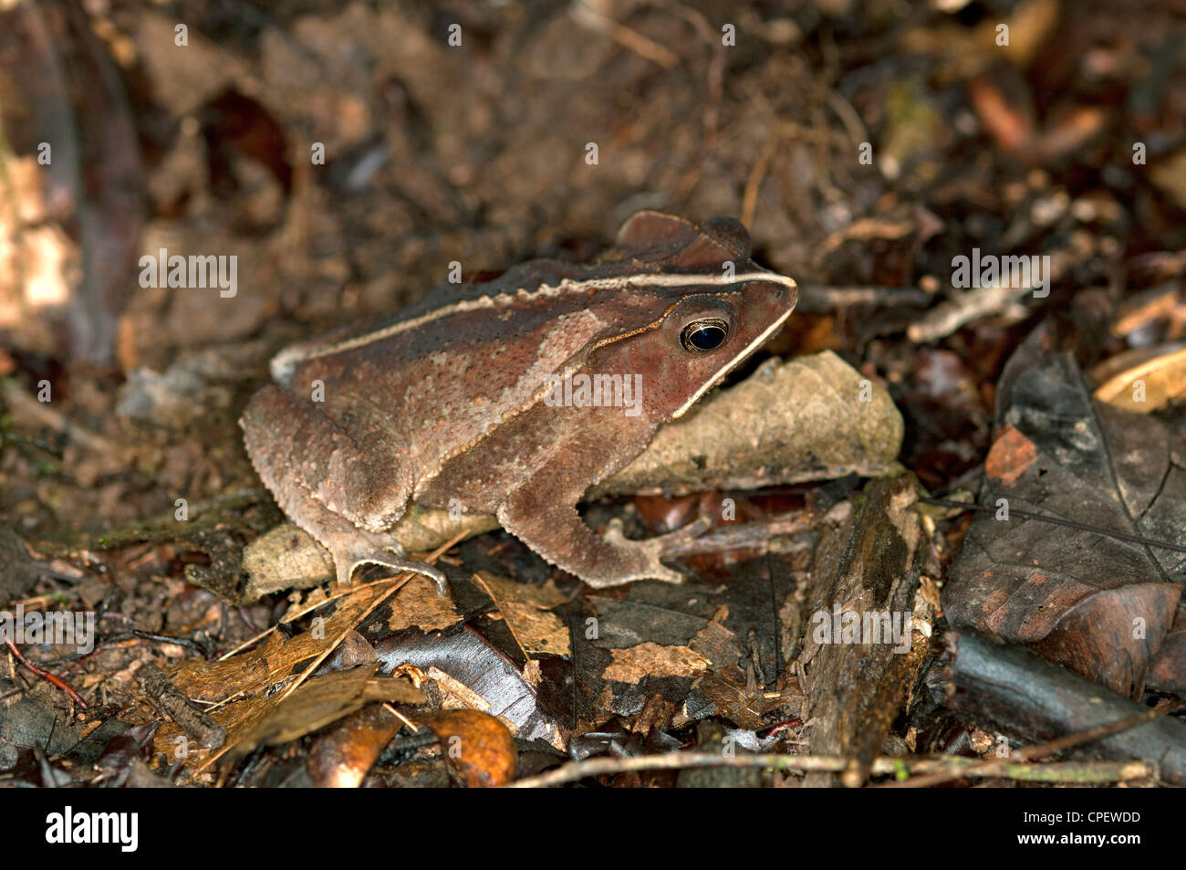 South American Common Toad High Resolution Stock Photography and Images - Alamy