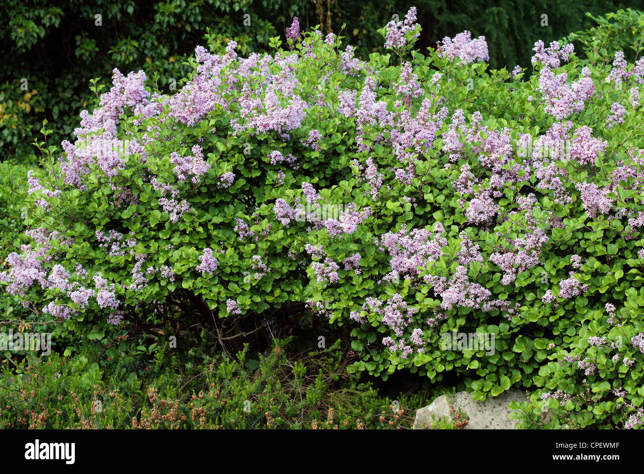 Wardii hi-res stock photography and images - Alamy