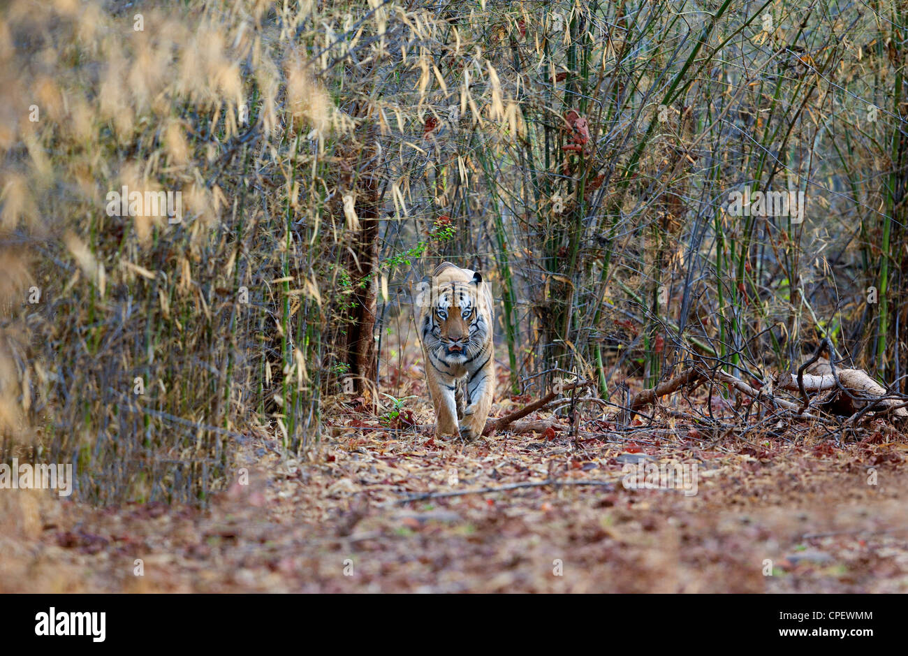 Adult male Bengal Tiger at Kolsa Range coming out of the Trees at ...