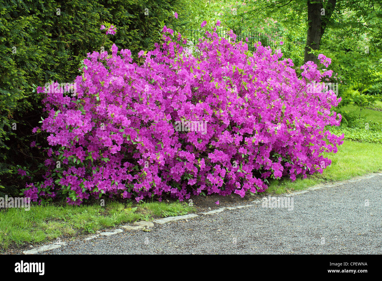 Japanese rhododendron hi-res stock photography and images - Alamy