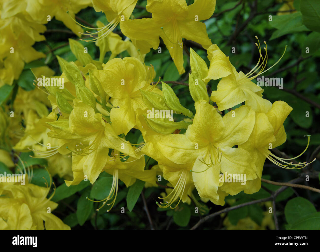Yellow Rhododendron "Anneke" blossom Stock Photo - Alamy