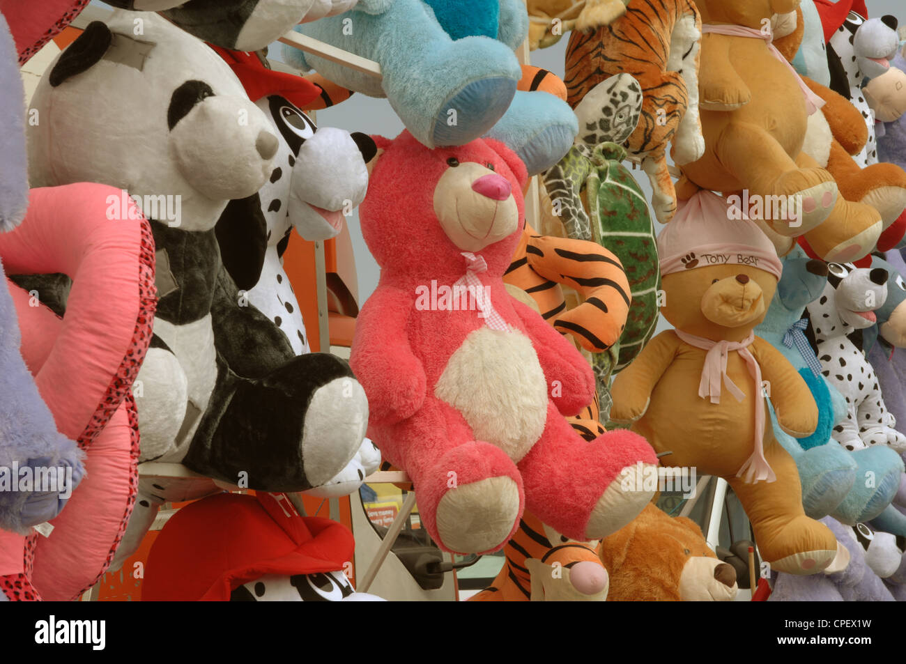 Squashed nose hi-res stock photography and images - Alamy