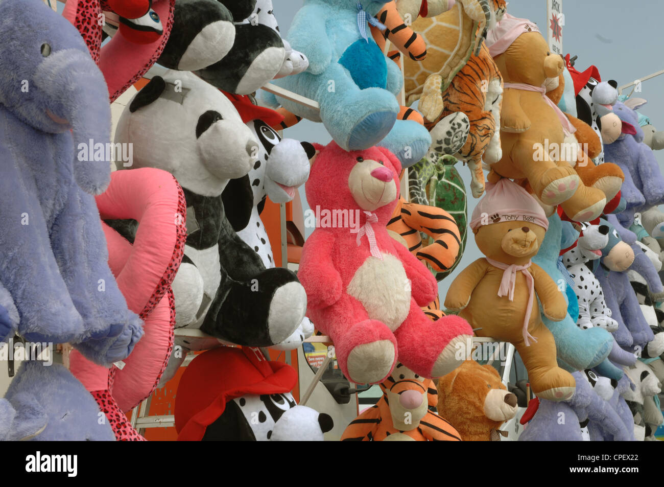 Squashed Nose Dog High Resolution Stock Photography and Images - Alamy