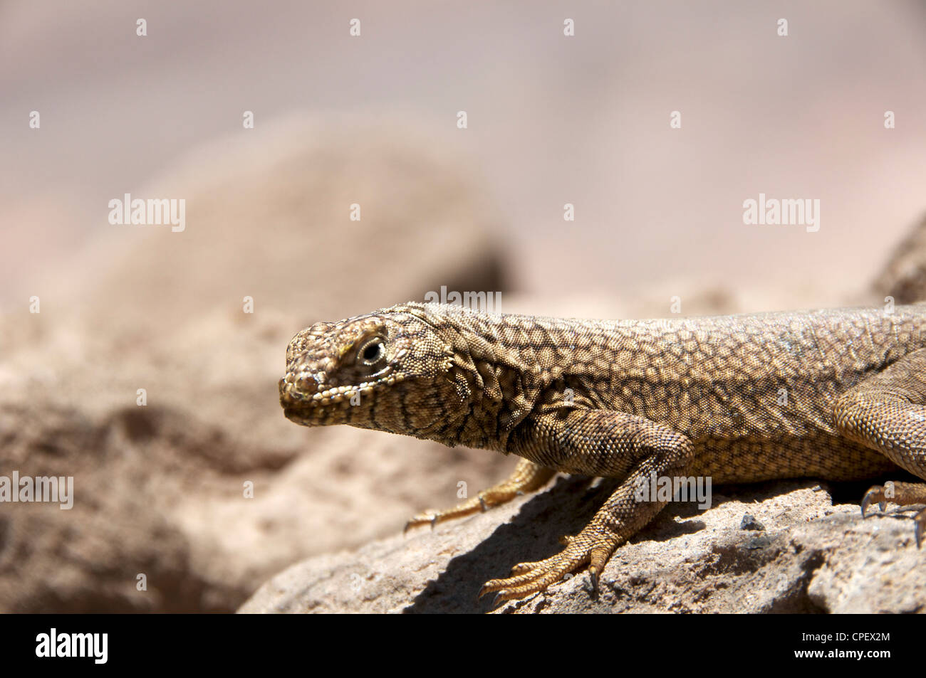 Spotted lizard Atacama Desert Chile Stock Photo - Alamy