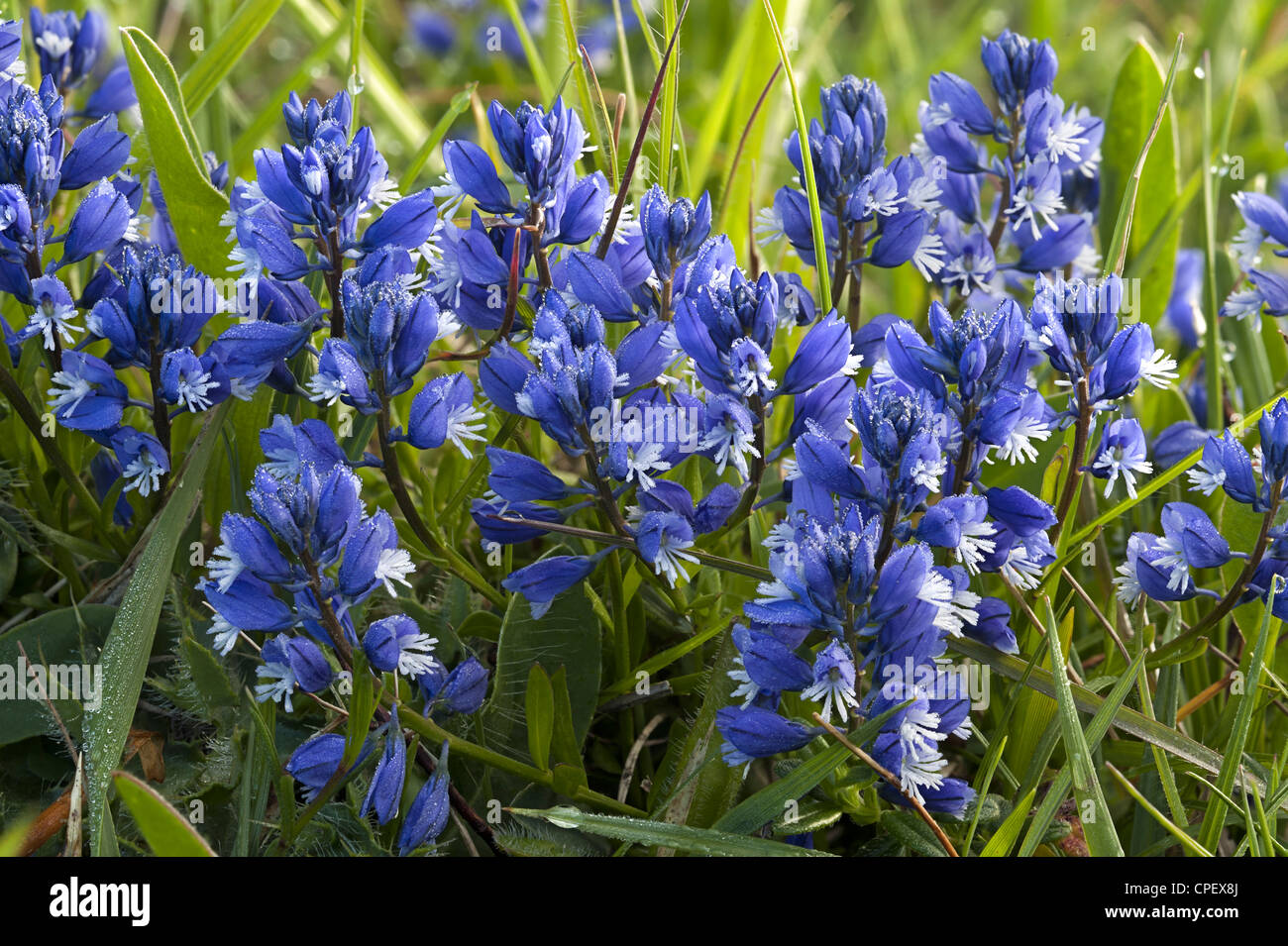 Common Milkwort Polygala vulgaris Stock Photo - Alamy