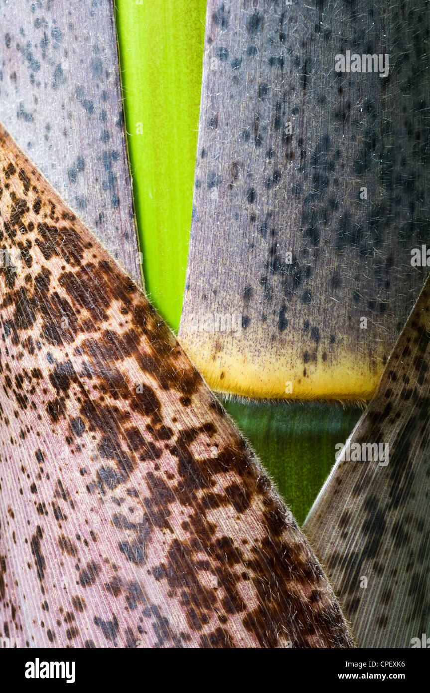 Bamboo stem hi-res stock photography and images - Alamy