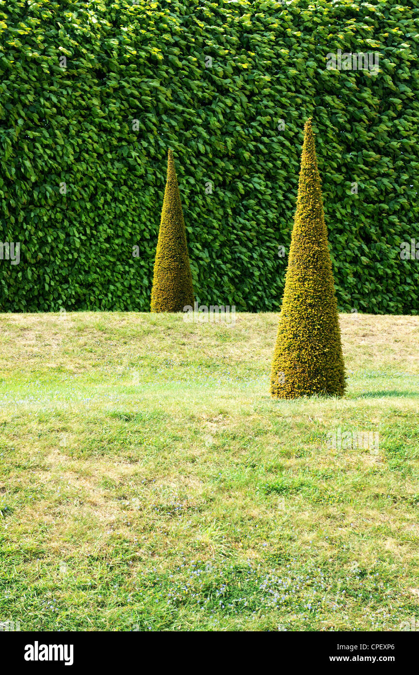 Cone shaped bushes, UK Stock Photo - Alamy