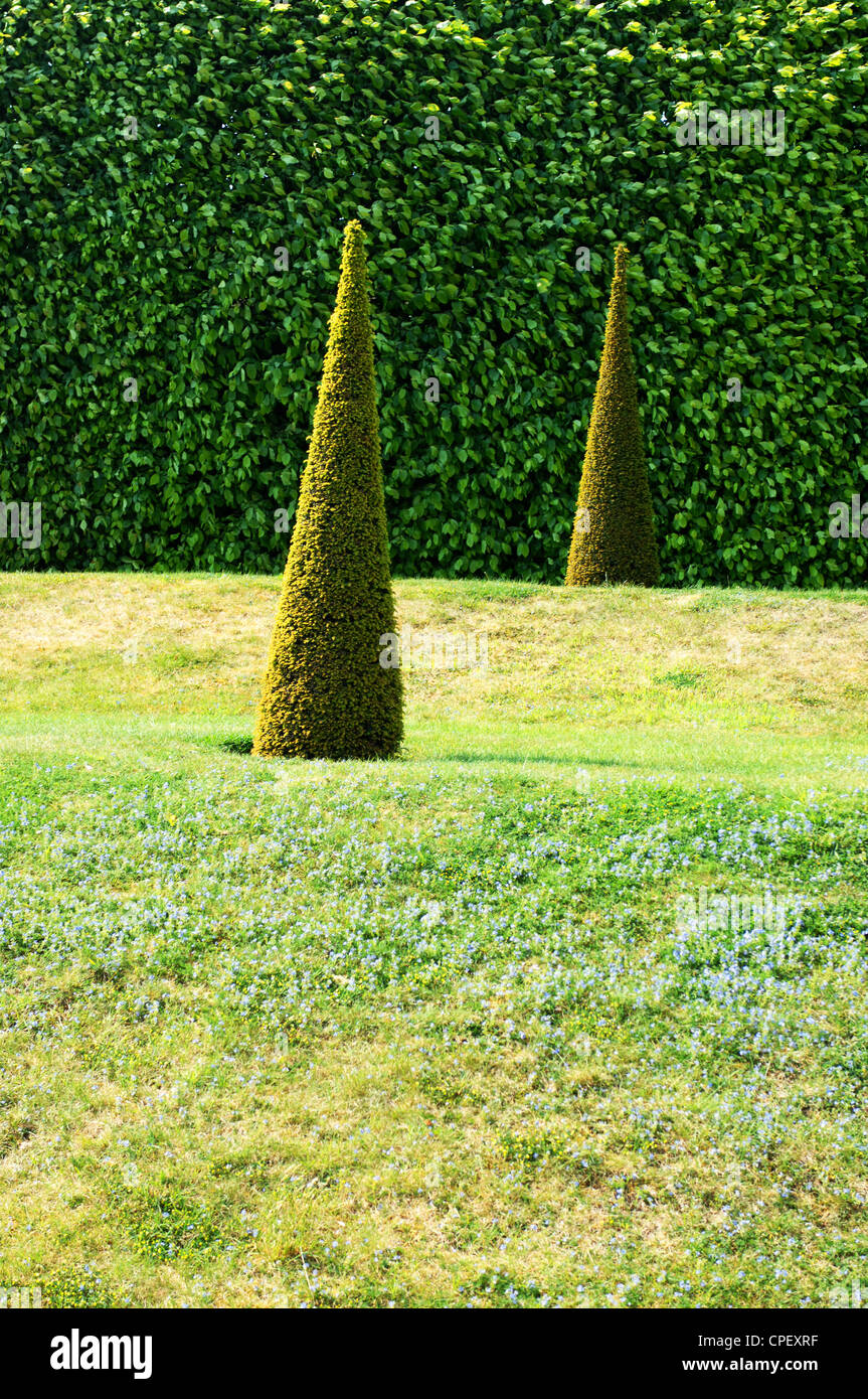 Cone shaped bushes, UK Stock Photo - Alamy