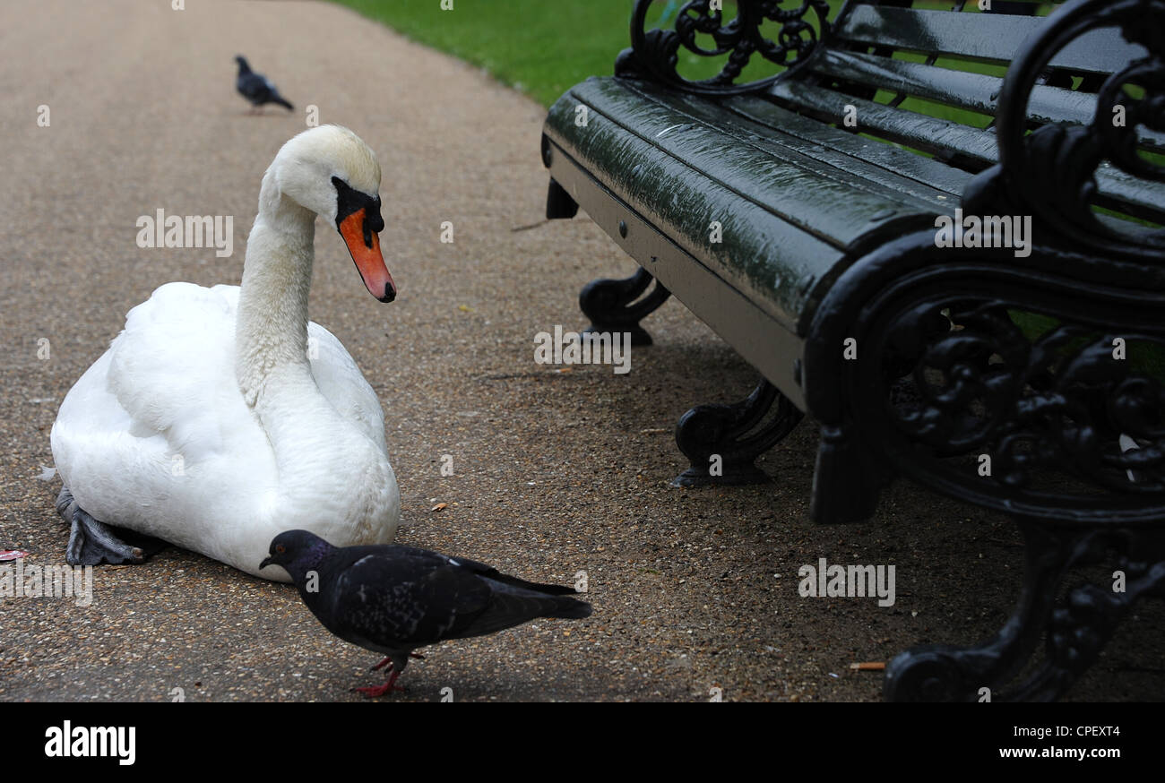 Swan resting with bird on the path near seating in the Serpentine, Hyde ...