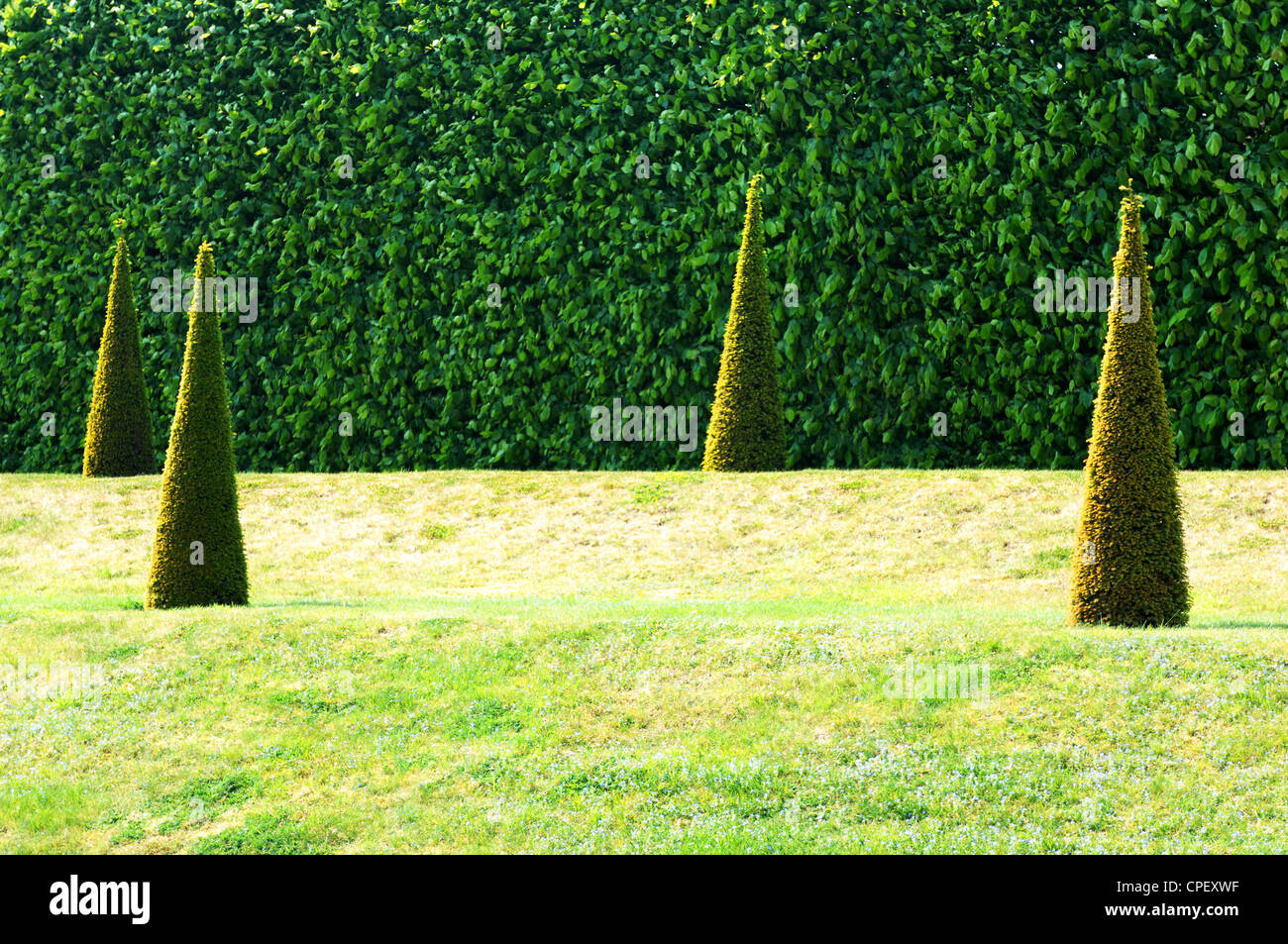 Cone shaped bushes, UK Stock Photo - Alamy