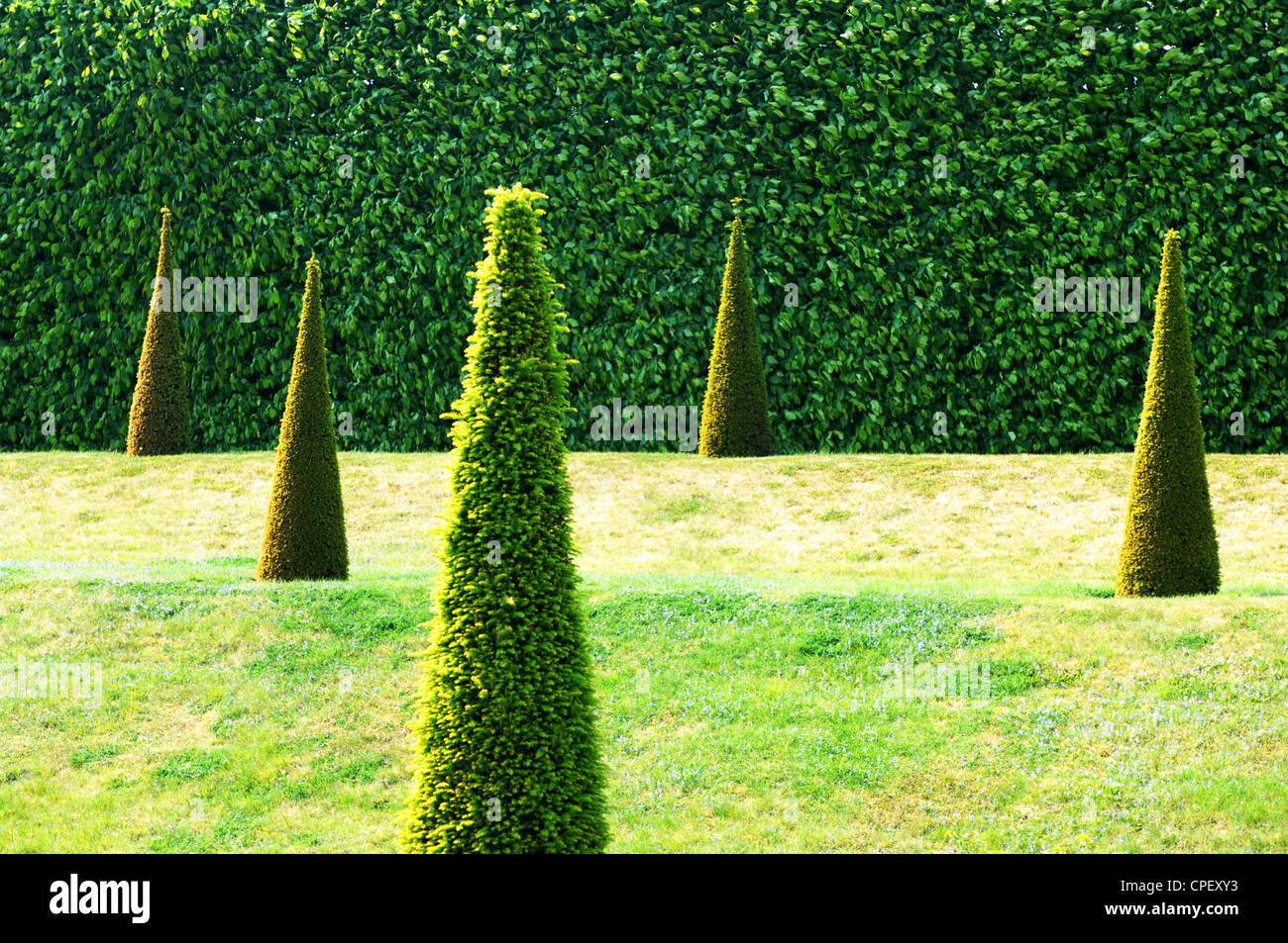 Cone shaped bushes, UK Stock Photo - Alamy