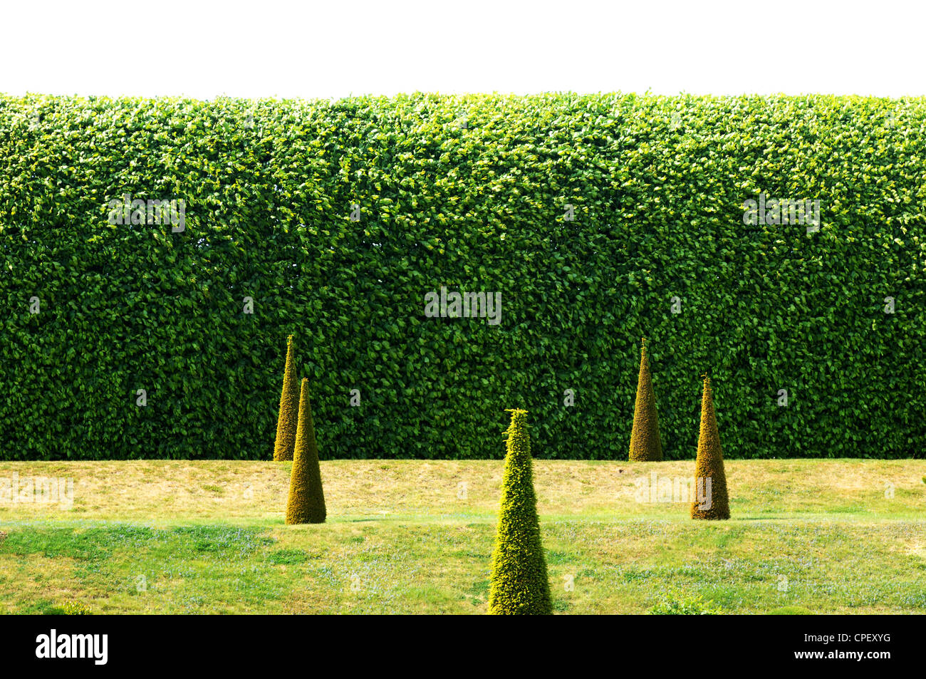 Cone shaped bushes, UK Stock Photo - Alamy