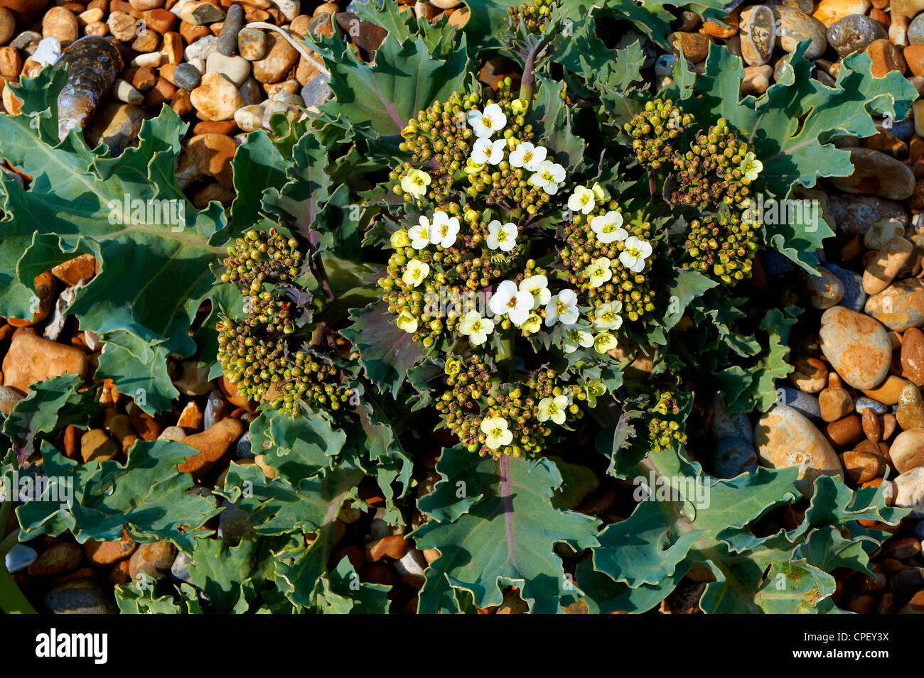 Sea kale sussex hi-res stock photography and images - Alamy