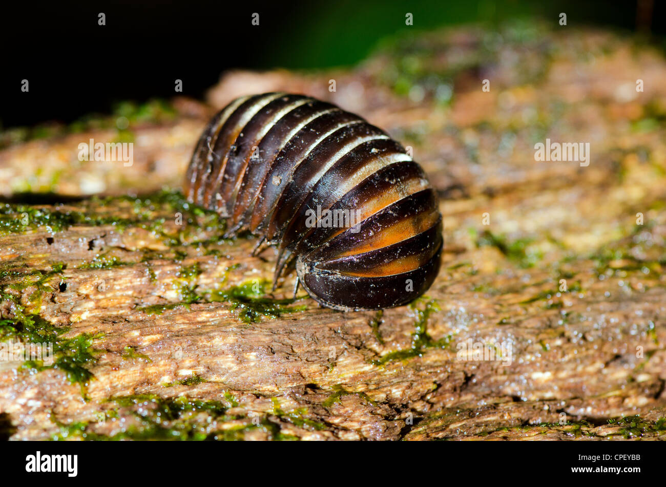 Millipede worm hi-res stock photography and images - Alamy