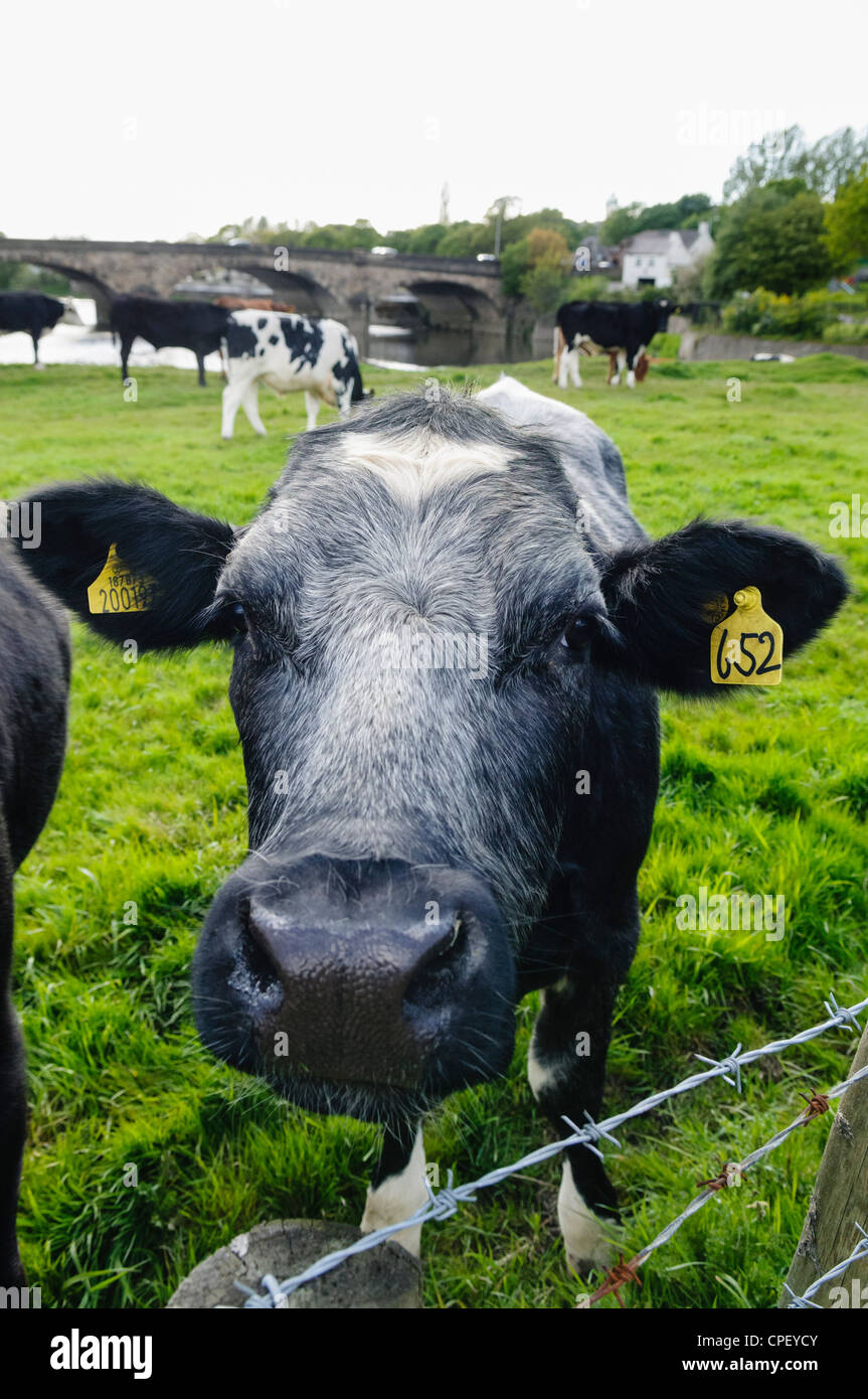 Farm hoof closeup cow hi-res stock photography and images - Alamy