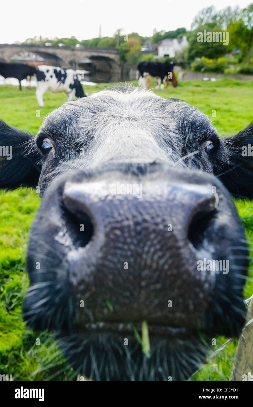 Closeup of a cows face Stock Photo - Alamy