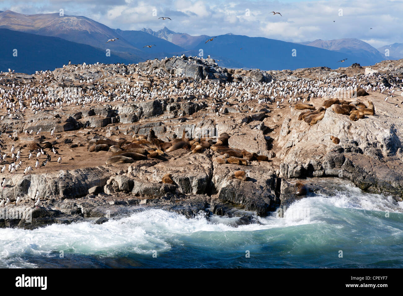 South American sea lions and rock shags sharing a rocky colony in the ...