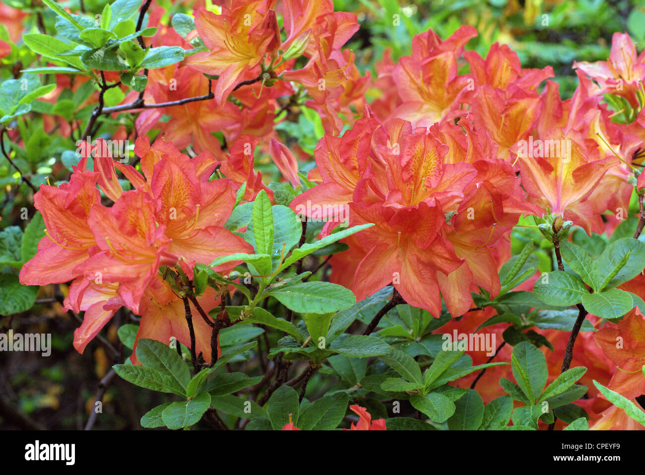 Orange rhododendron "Saturnus" blossom Stock Photo - Alamy